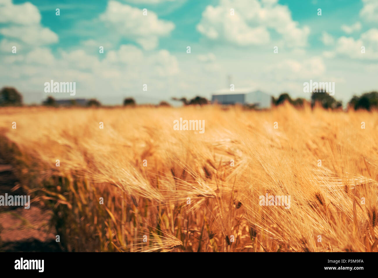 Farm landscape with ripe barley crops on bright sunny summer day Stock ...