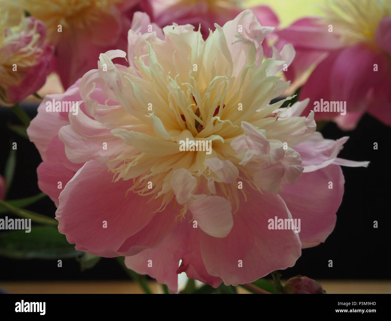 Pink peony flower, fully open Stock Photo - Alamy