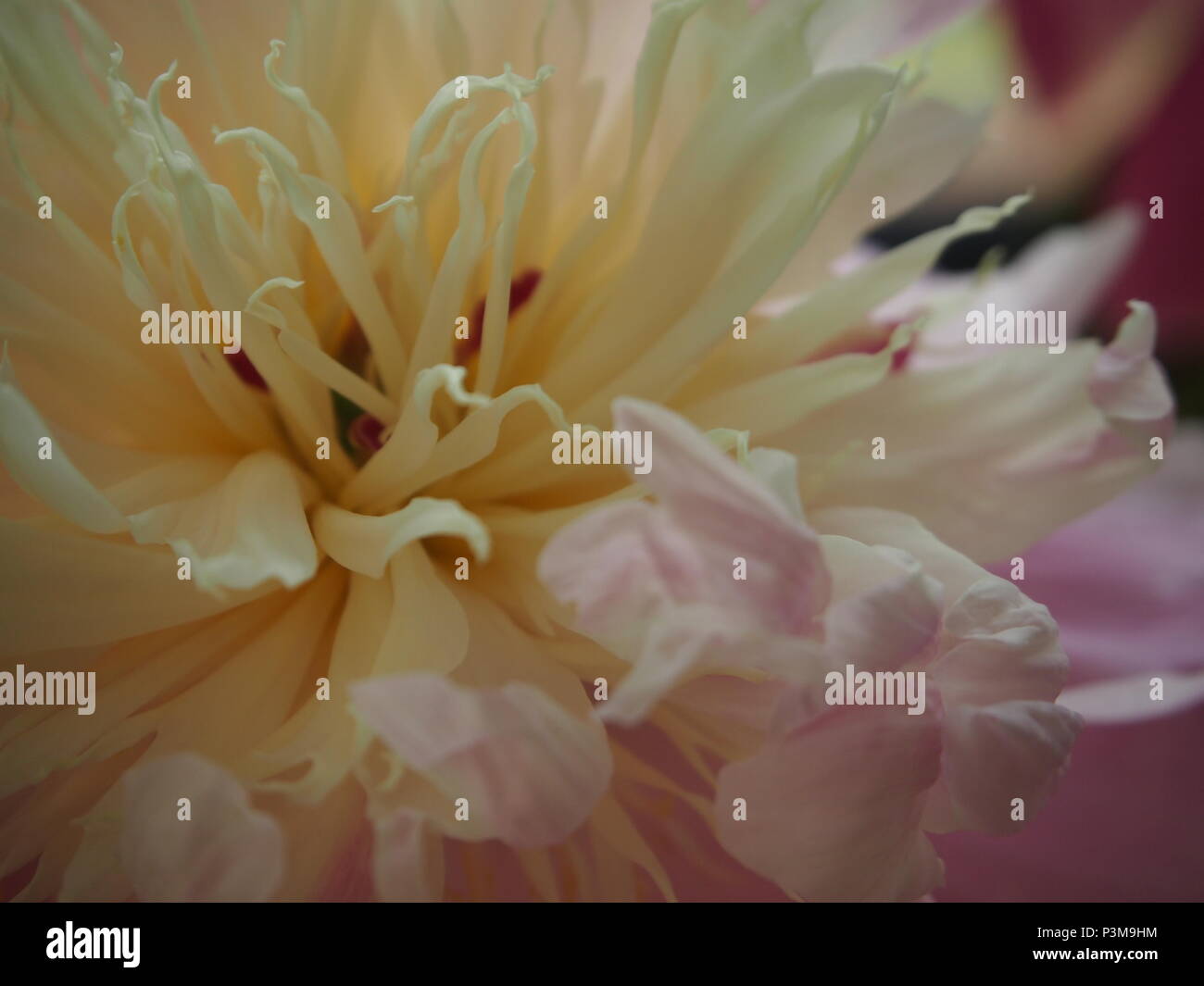 Flower fully open hi-res stock photography and images - Alamy