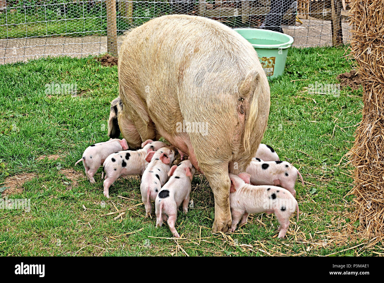 Gloucester Old Spot Sow with Piglets Stock Photo - Alamy