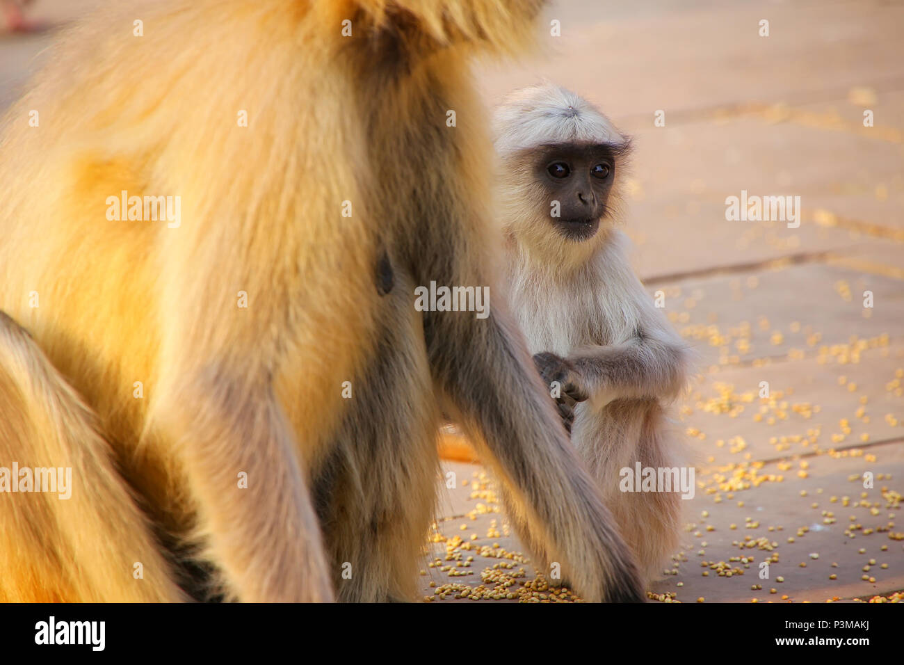 Baby gray langur sitting by mother in Amber Fort, Jaipur, Rajasthan ...