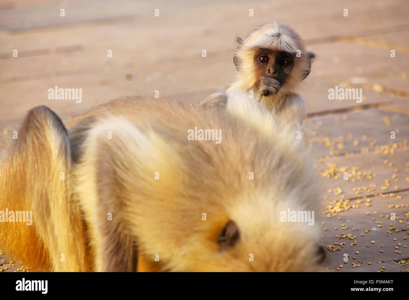 Baby gray langur sitting by mother in Amber Fort, Jaipur, Rajasthan ...