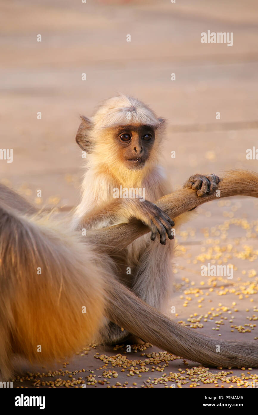 Baby gray langur sitting by mother in Amber Fort, Jaipur, Rajasthan ...