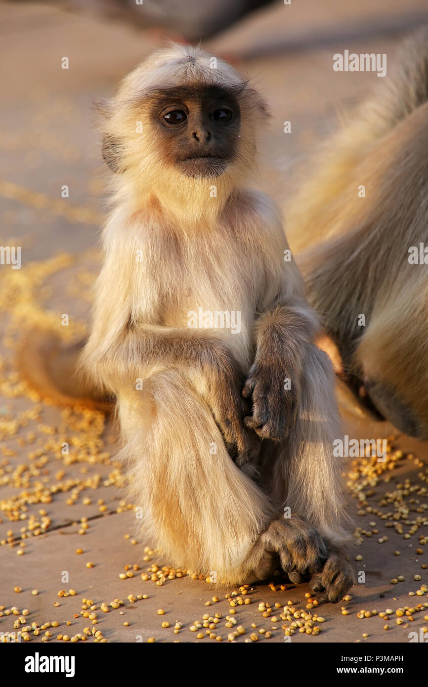 Baby gray langur sitting in Amber Fort near Jaipur, Rajasthan, India ...