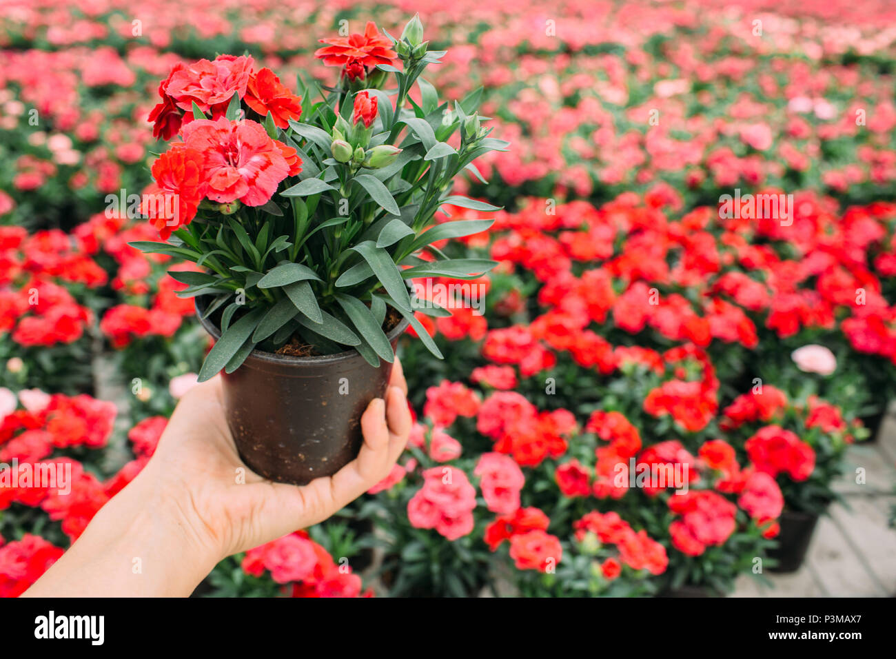 Hands Planting Flowers