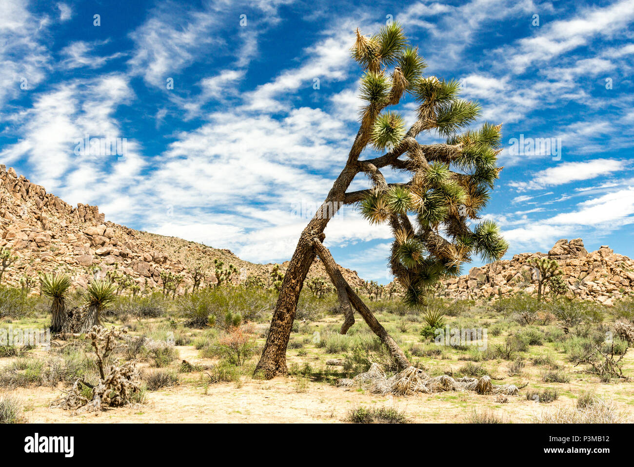Joshua Tree National Park under blue and cirrus skies Stock Photo - Alamy