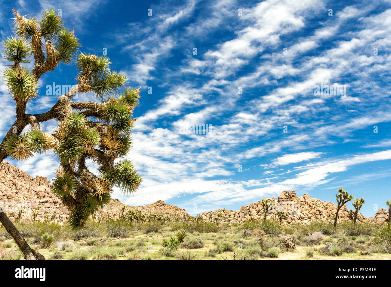 Joshua Tree National Park under blue and cirrus skies Stock Photo - Alamy