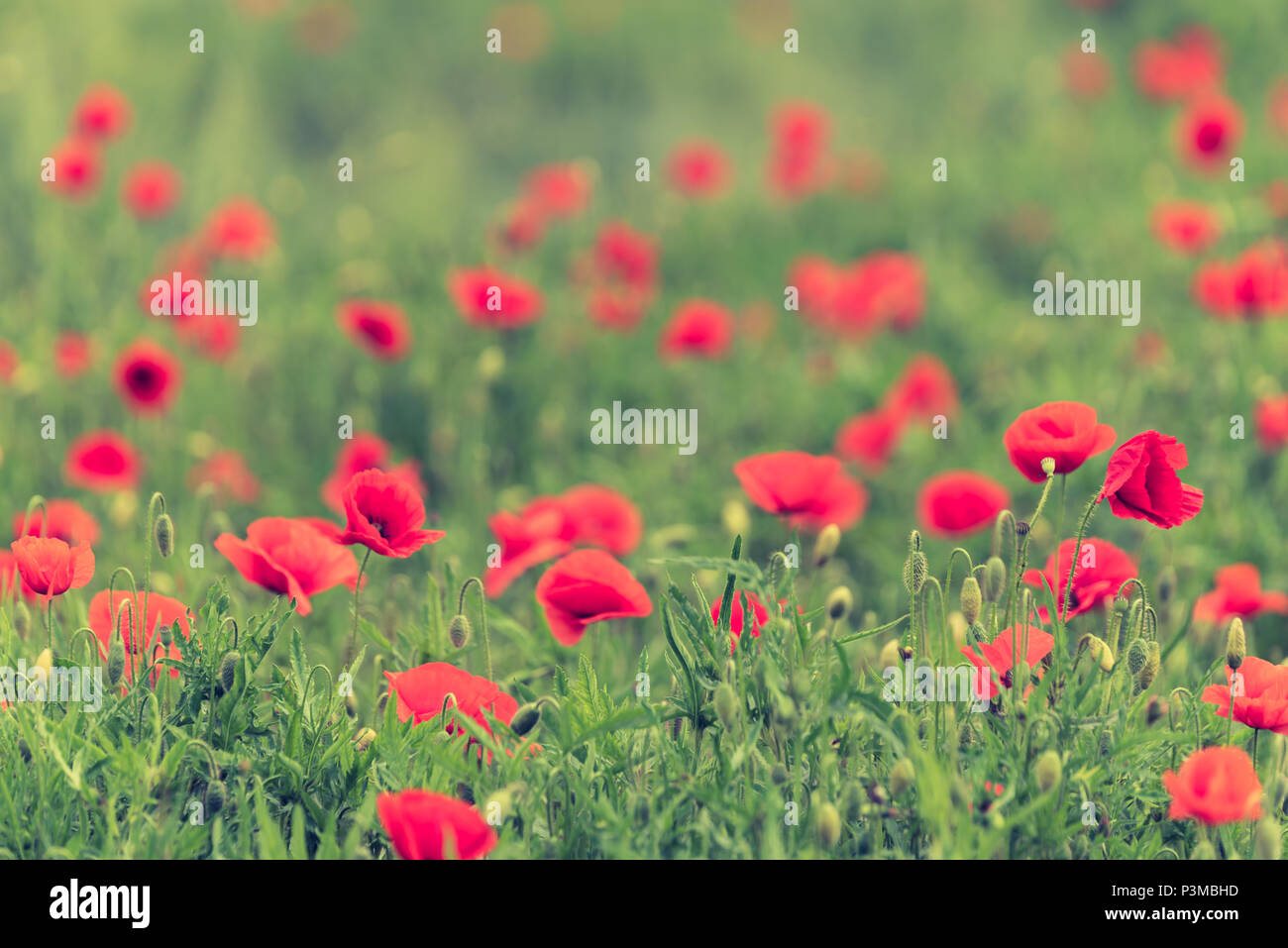Poppy flower in a field with beautiful colors Stock Photo - Alamy