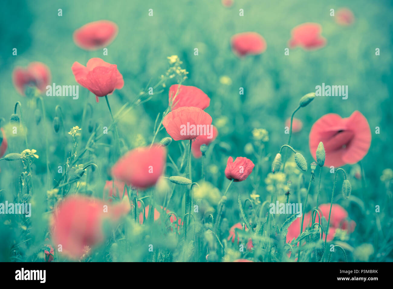 Poppy flower in a field with beautiful colors Stock Photo - Alamy