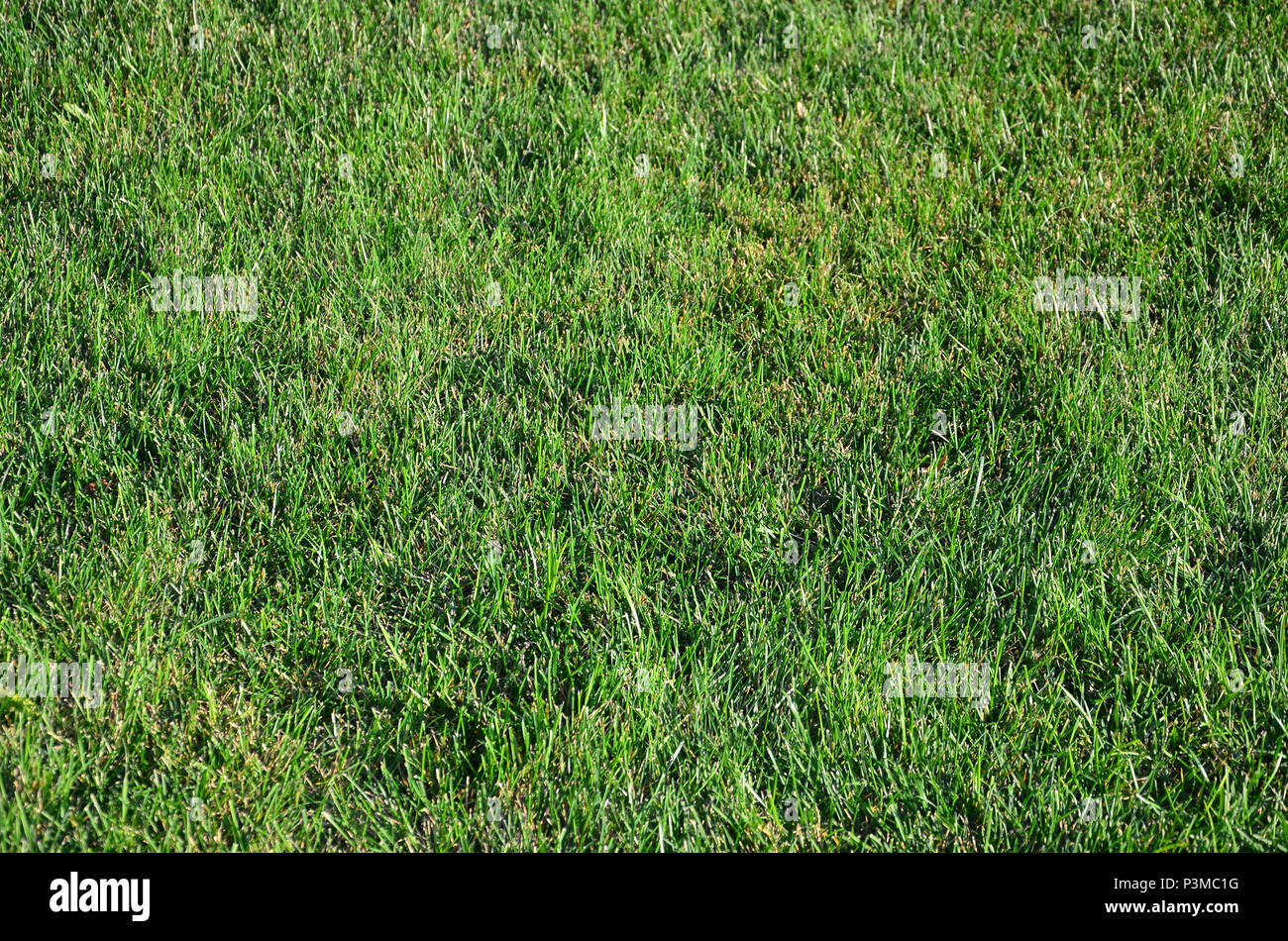 Texture of green low grass on a sunny day Stock Photo - Alamy
