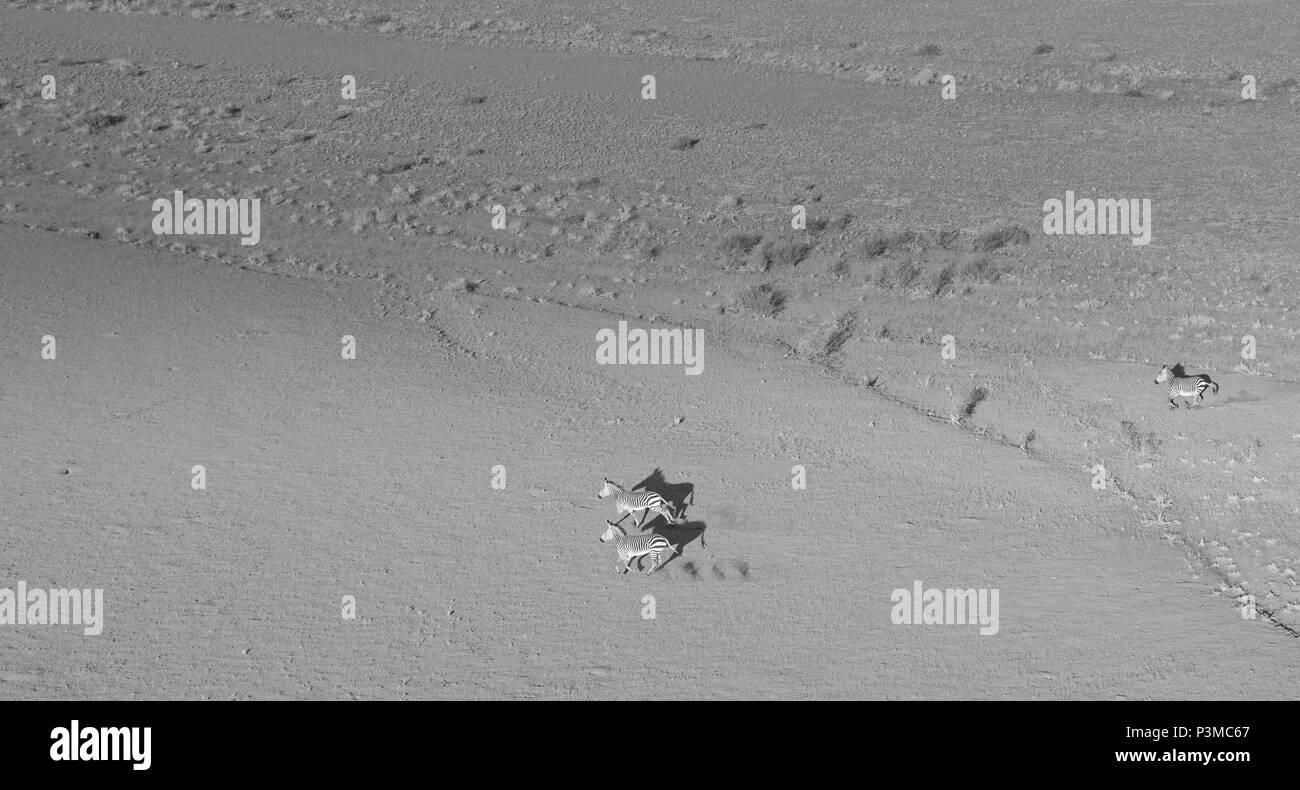 Zebra galloping hi-res stock photography and images - Alamy