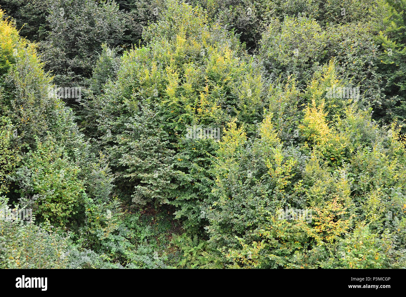 Texture of a mountain forest with many green trees. View from high ...