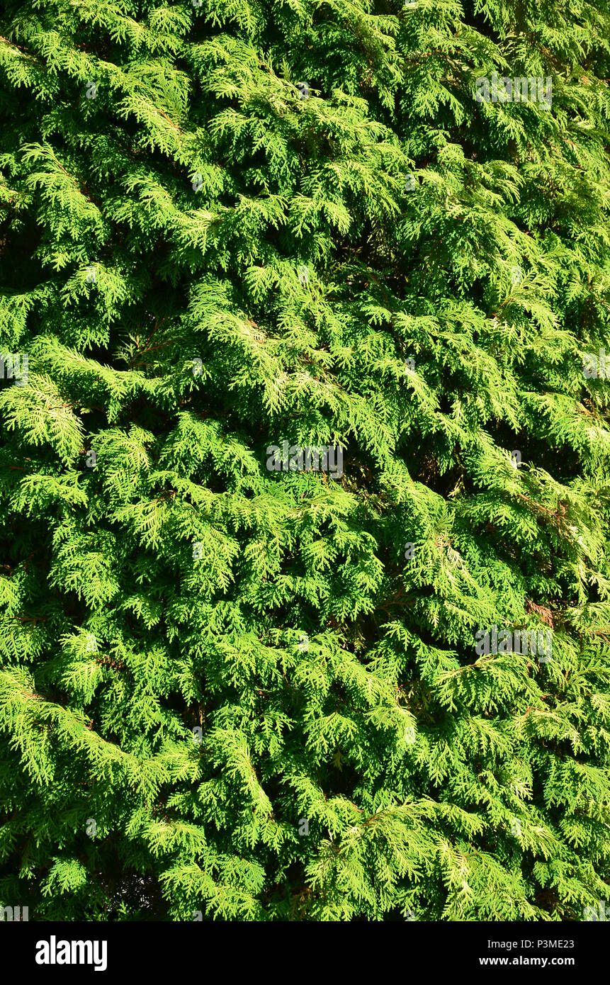 The texture of many branches of green coniferous tree in daylight Stock ...