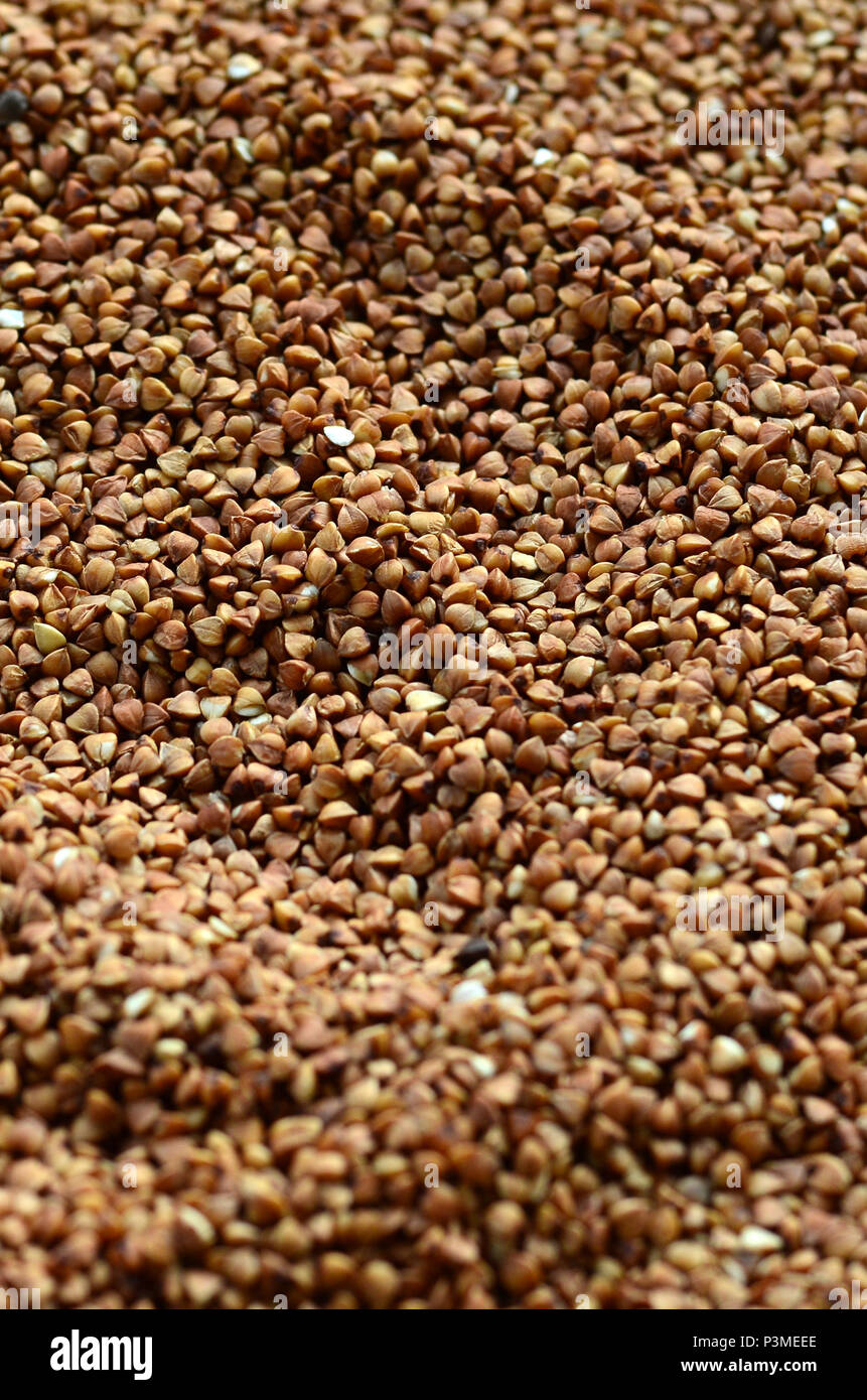 Background texture of a large pile of buckwheat. Many buckwheat grains ...