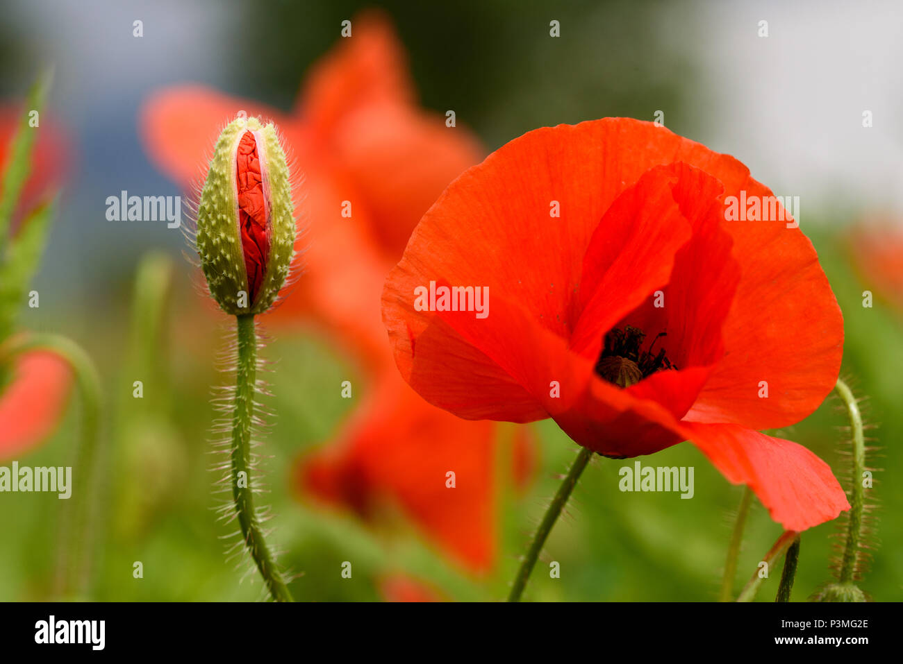 Poppy flower in a field with beautiful colors Stock Photo - Alamy