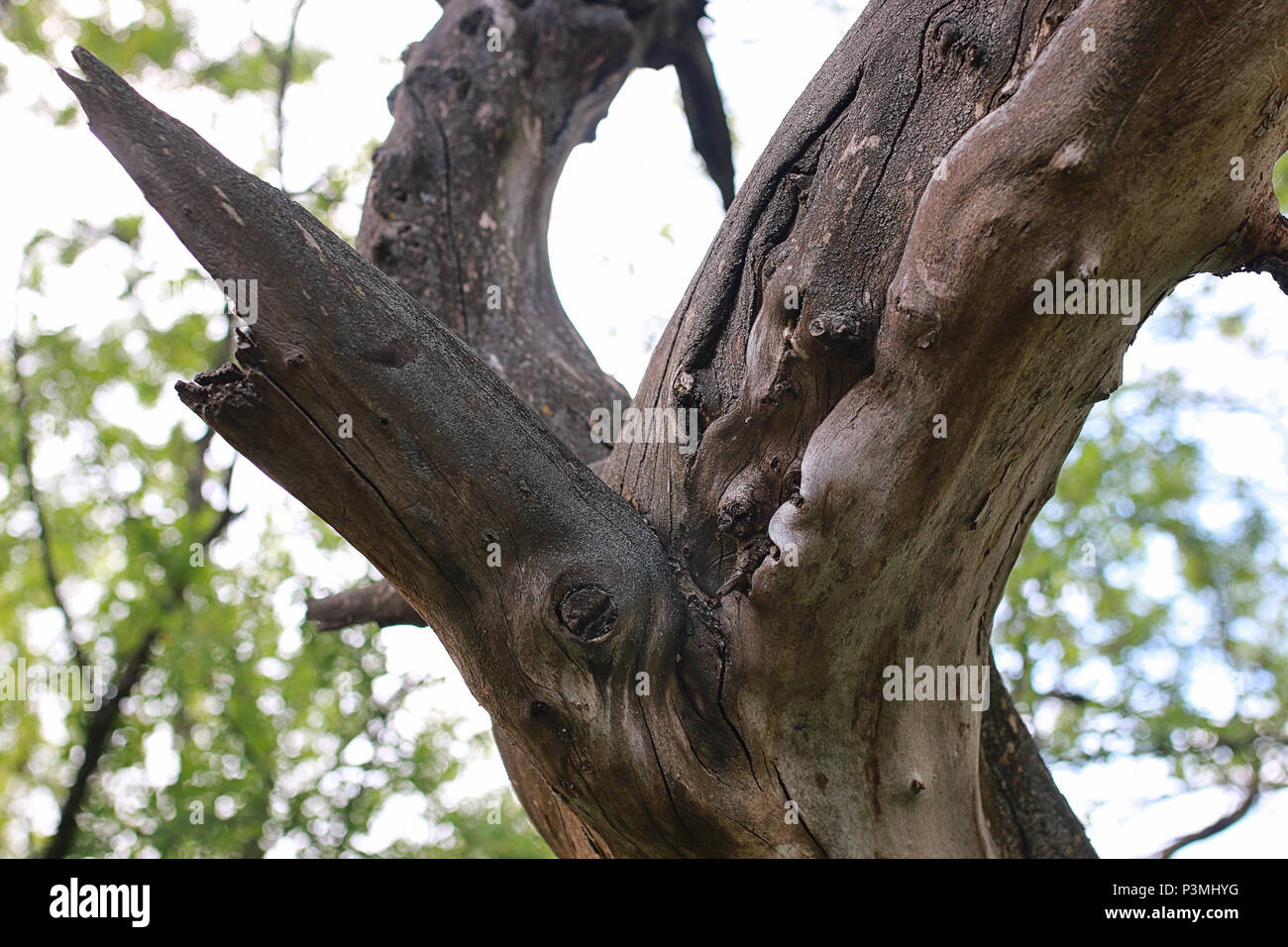 texture of the old dried-up tree at the beginning of the spring trunk ...