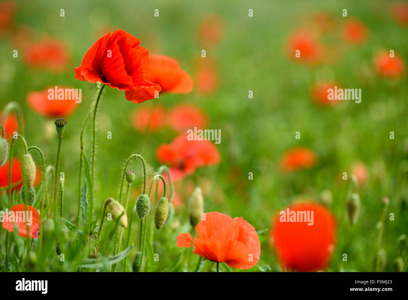 Poppy flower in a field with beautiful colors Stock Photo - Alamy