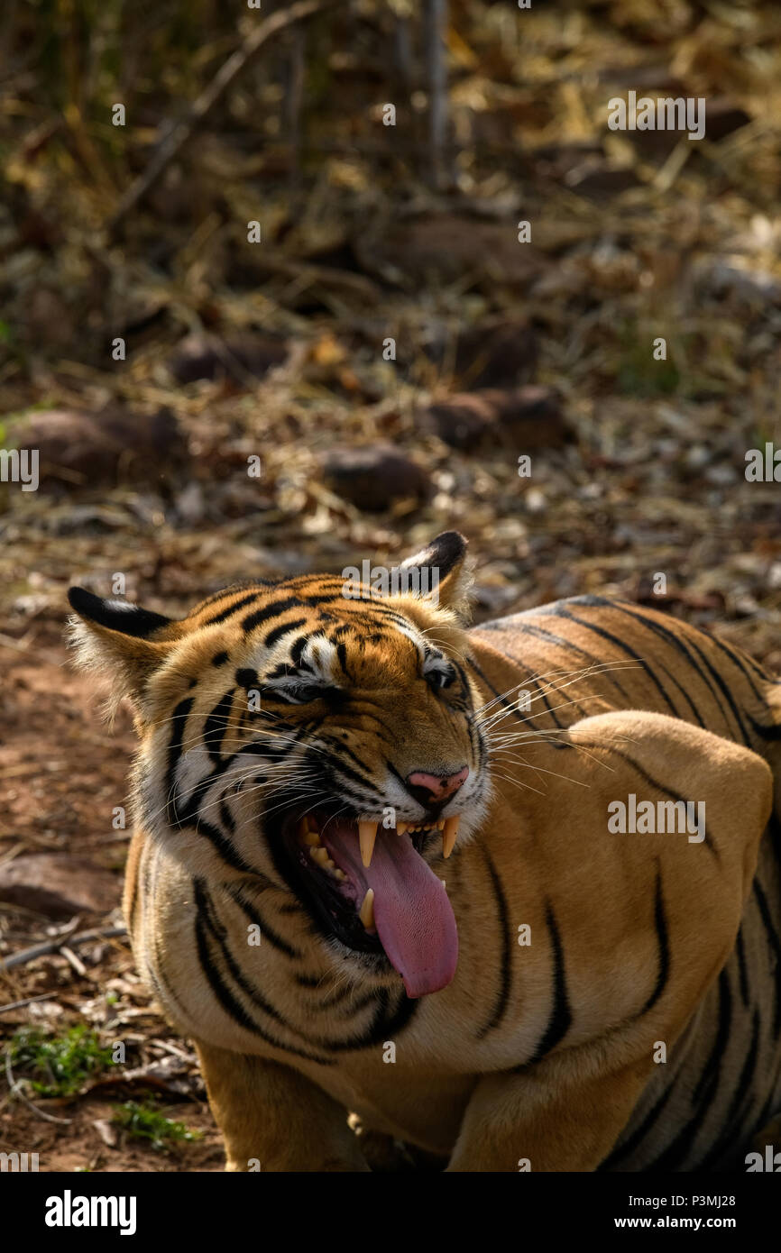 Royal Bengal Tiger Sub adult male cub in Tadoba Andhari Tiger Reserve ...