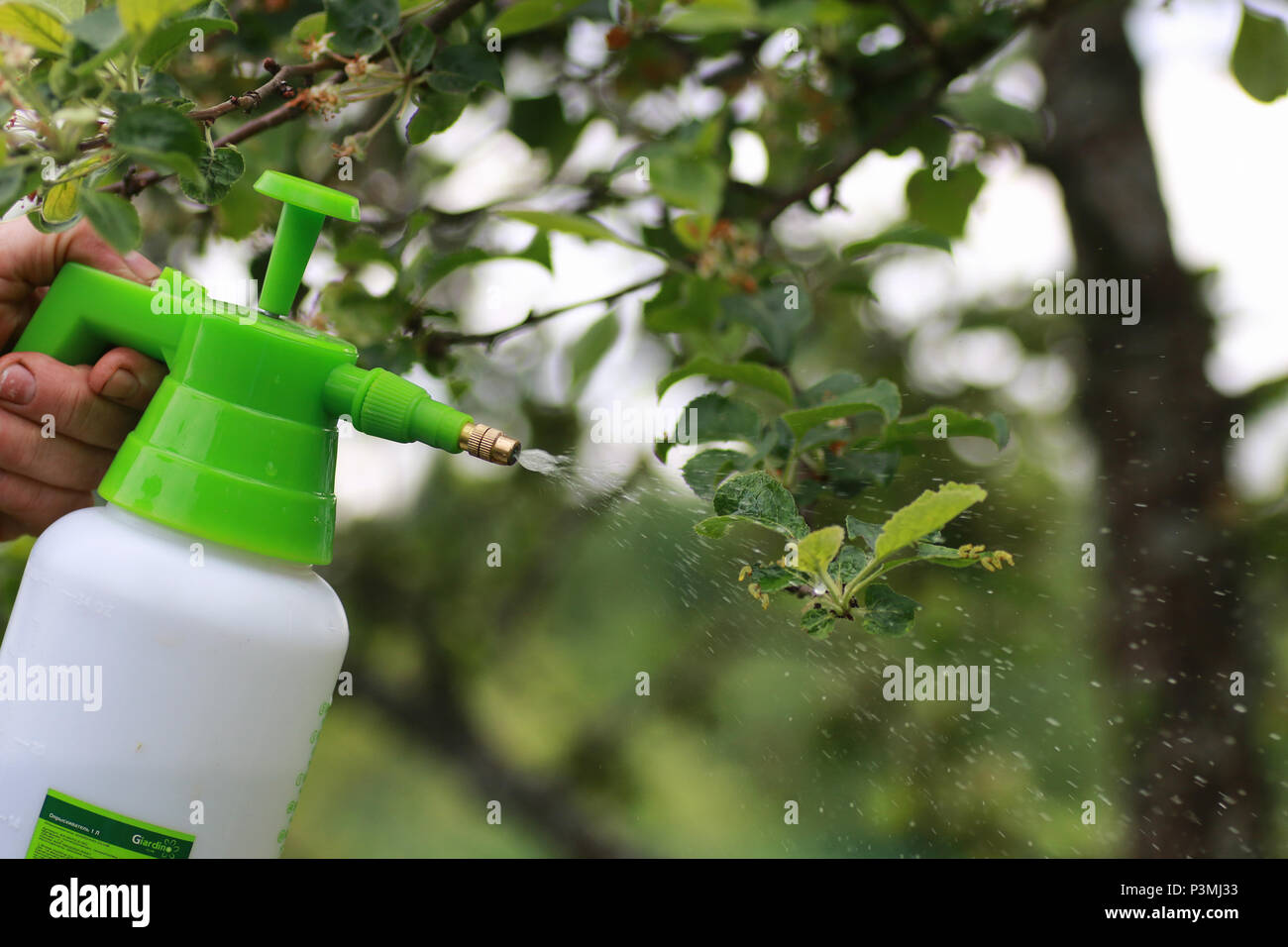 Treatment of plants from harmful insects on the farm Stock Photo - Alamy