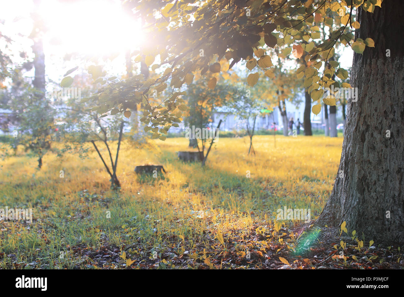 leafy park in a bright sunny day at sunset in the summer month of ...