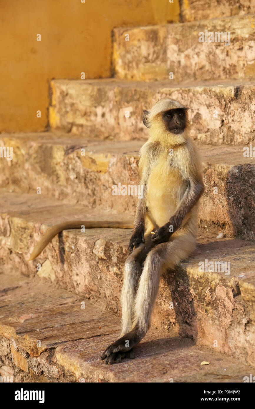 Young gray langur sitting on the stairs in Amber Fort, Jaipur ...