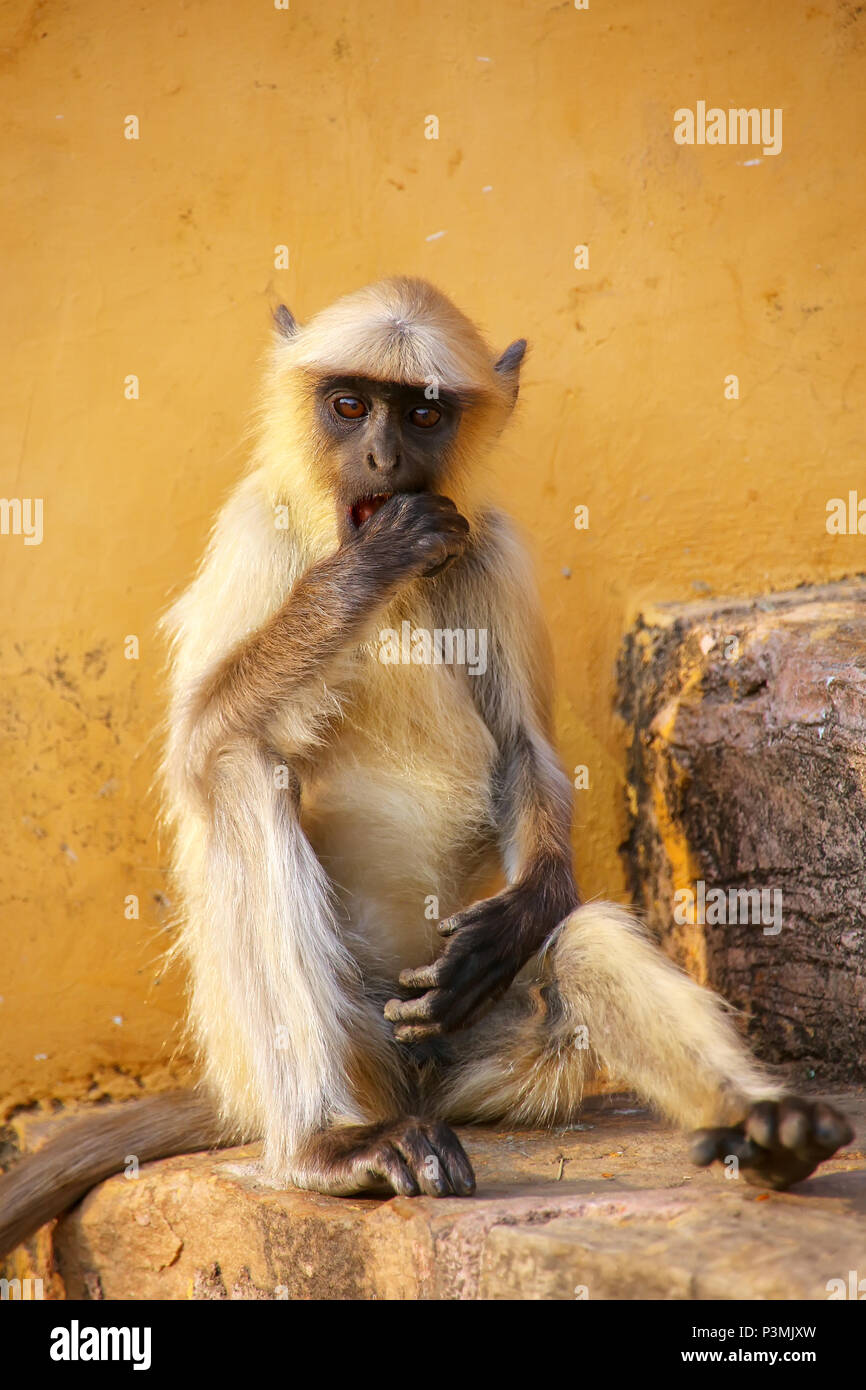 Young gray langur sitting on the stairs in Amber Fort, Jaipur ...