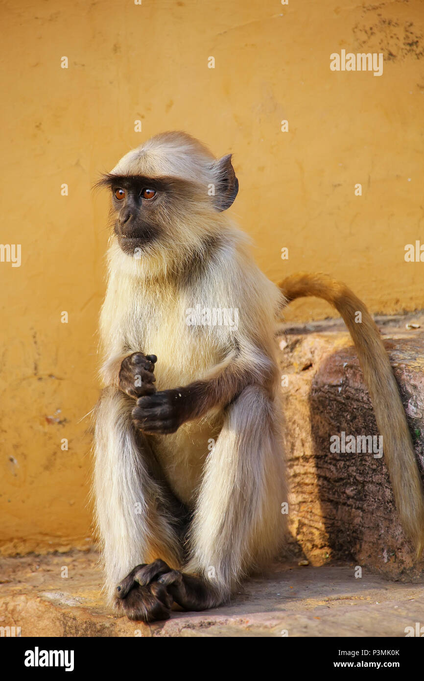 Young gray langur sitting on the stairs in Amber Fort, Jaipur ...