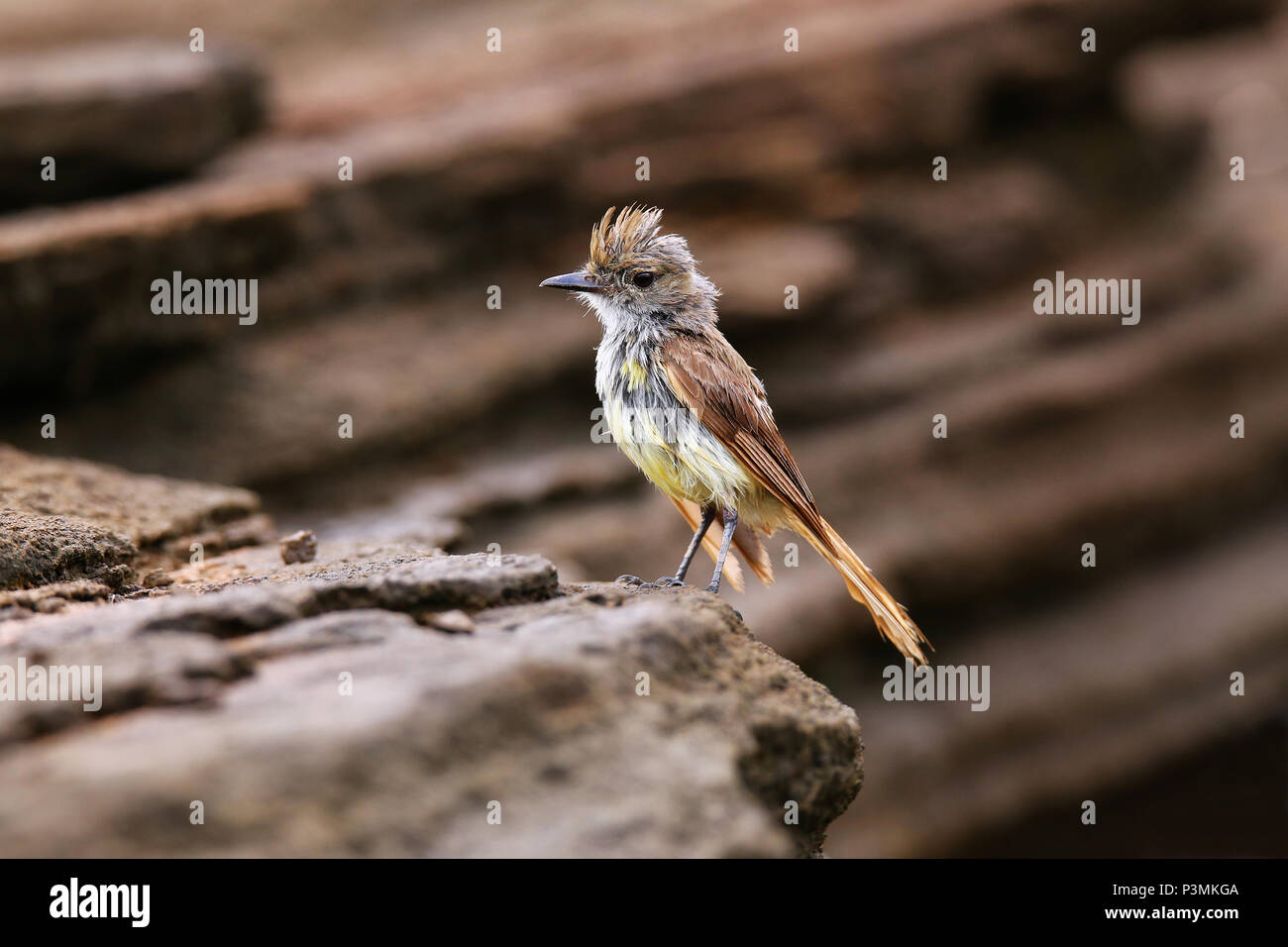 Galapagos flycatcher (Myiarchus magnirostris) on Santiago Island ...
