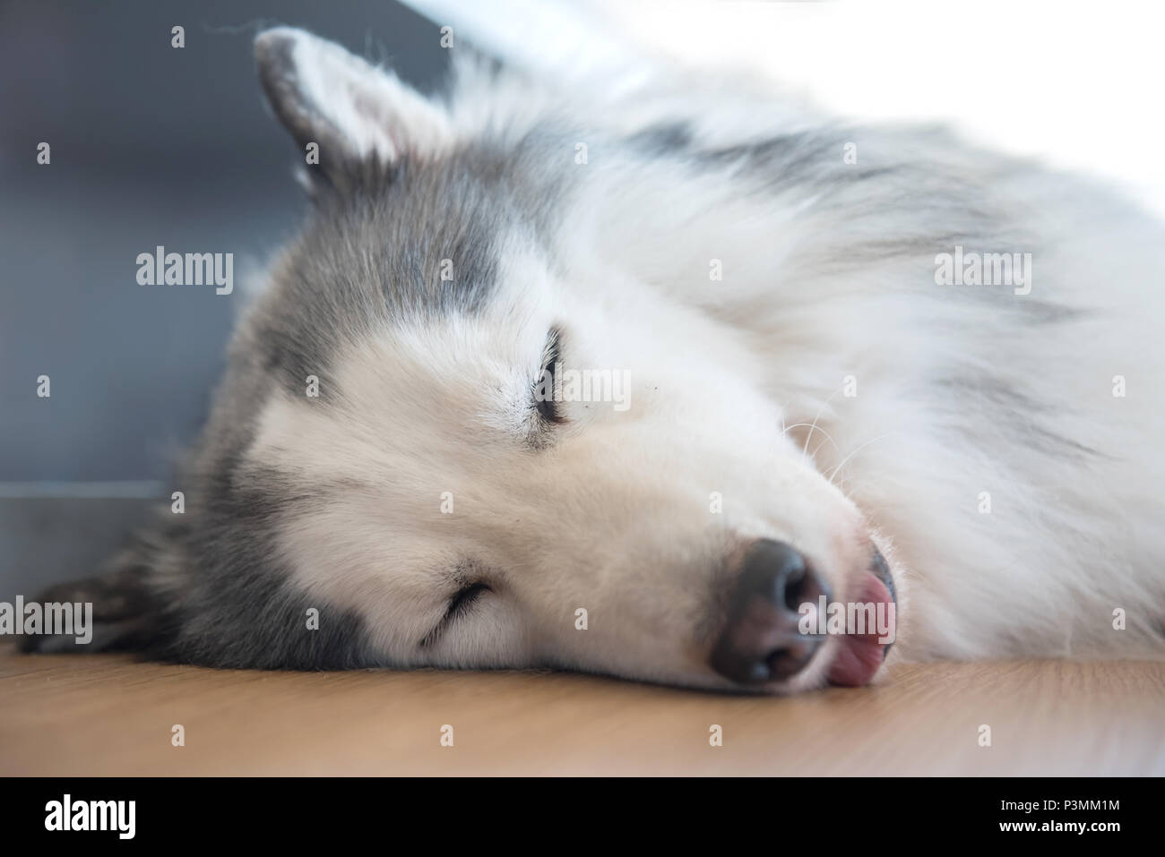 Siberian Husky, sleepy dog and lovely pet Stock Photo - Alamy