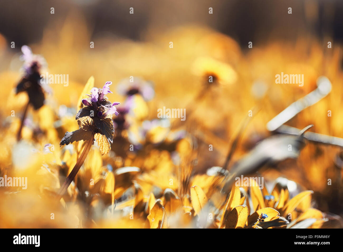 Autumn nature. Leaves and bushes with the yellow leaves in park in ...