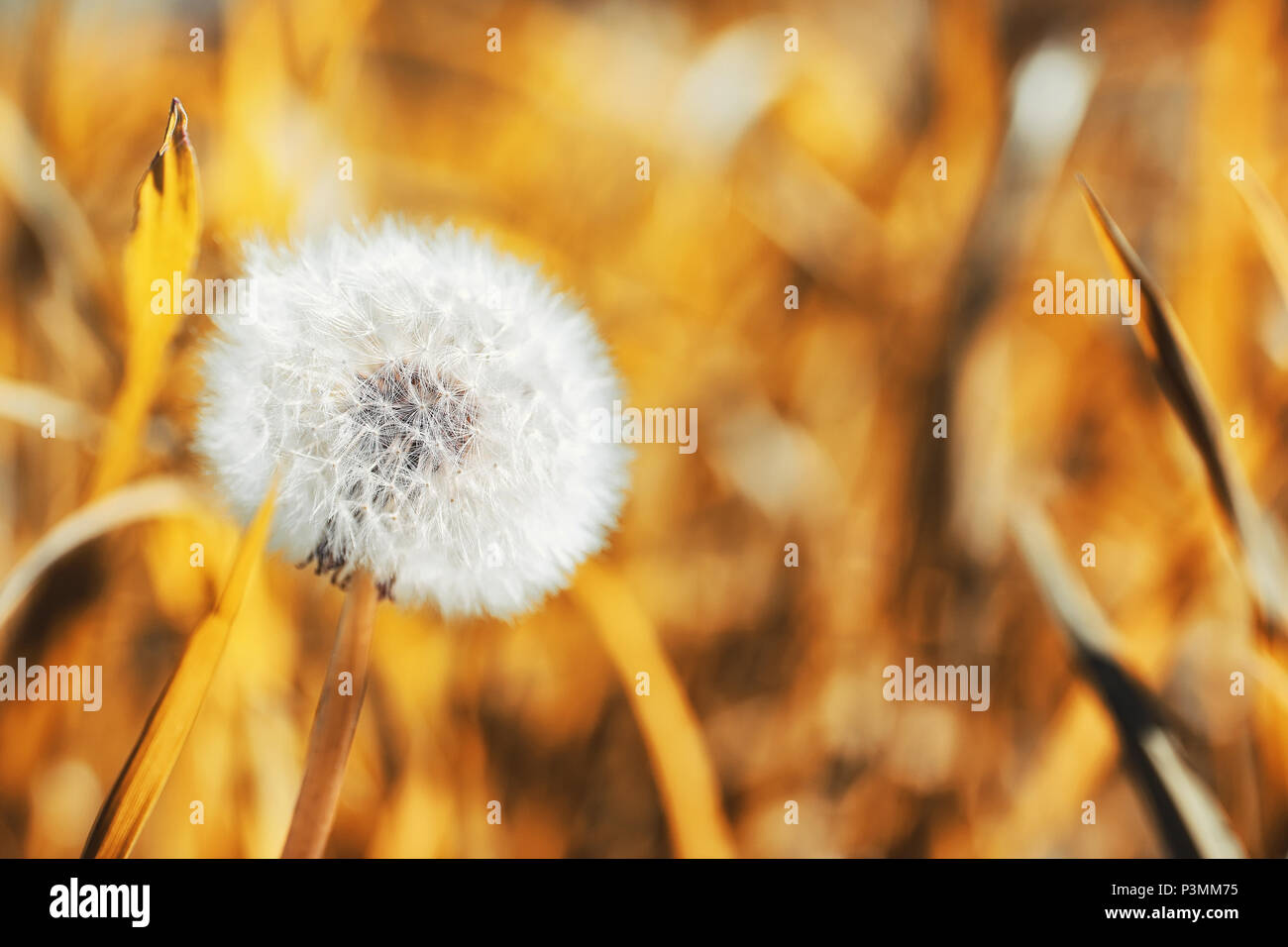 Autumn nature. Leaves and bushes with the yellow leaves in park in ...