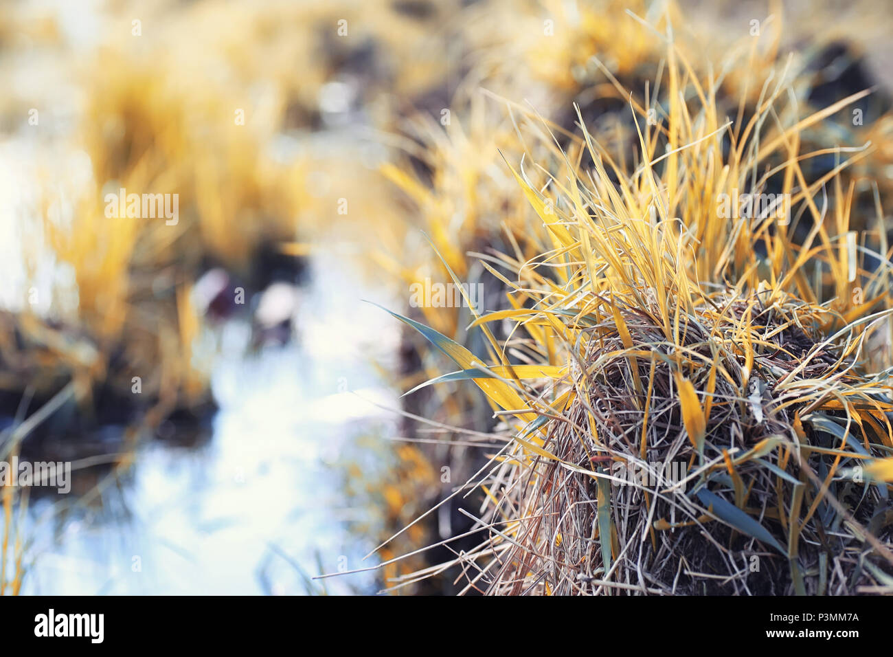 Autumn nature. Leaves and bushes with the yellow leaves in park in ...