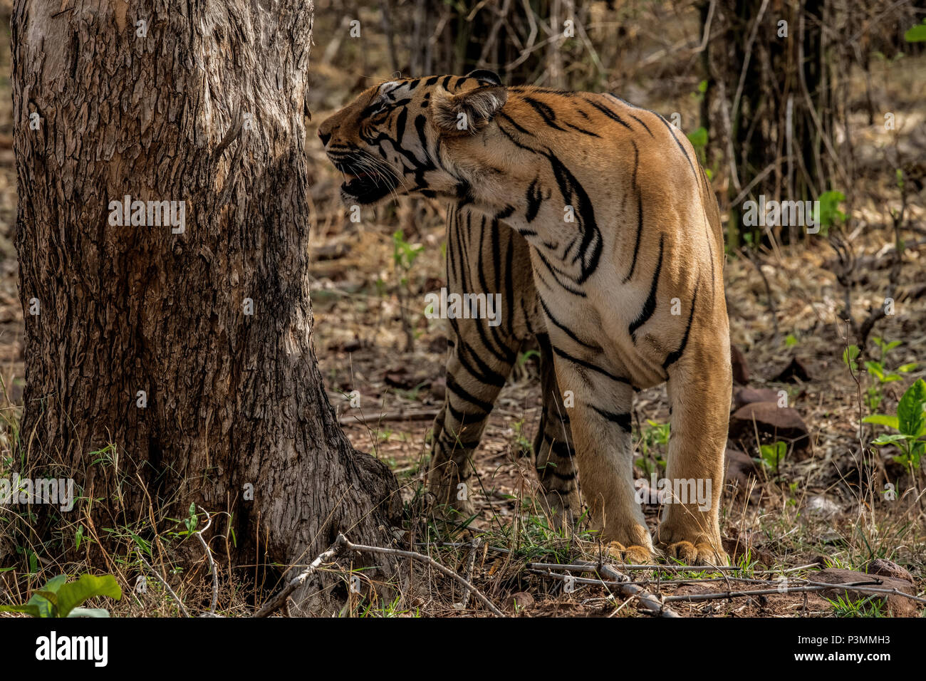 Royal Bengal Tiger Sub adult male cub in Tadoba Andhari Tiger Reserve ...