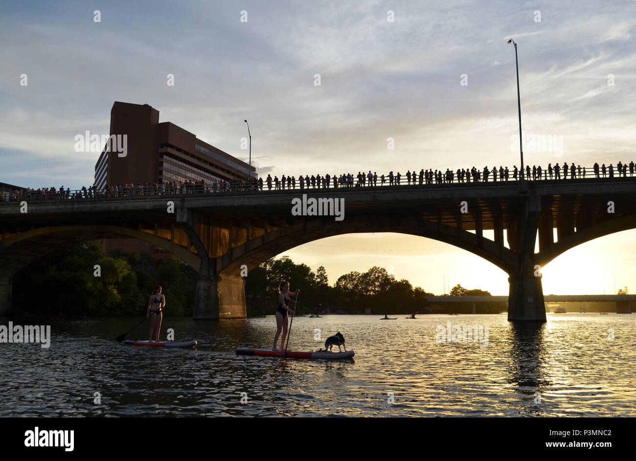 Two girls paddle boarding in the evening to watch the the Congress Ave ...