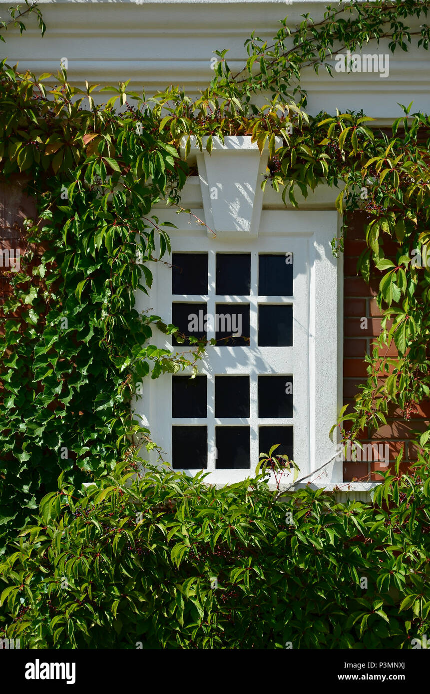 White window on green wall with climbing plant. Natural green leaf ...