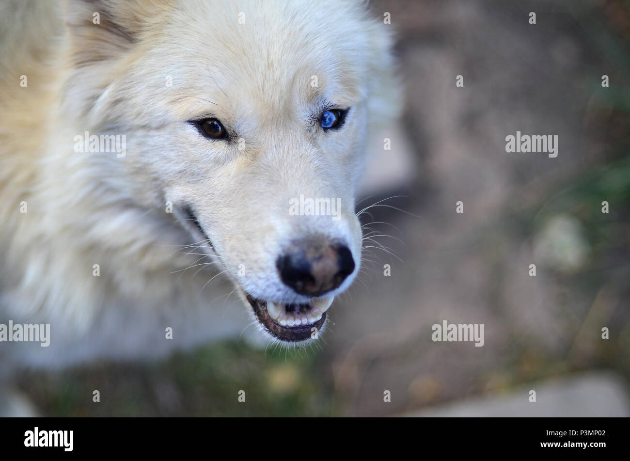 Portrait of the White Siberian Samoyed husky dog with heterochromia (a ...