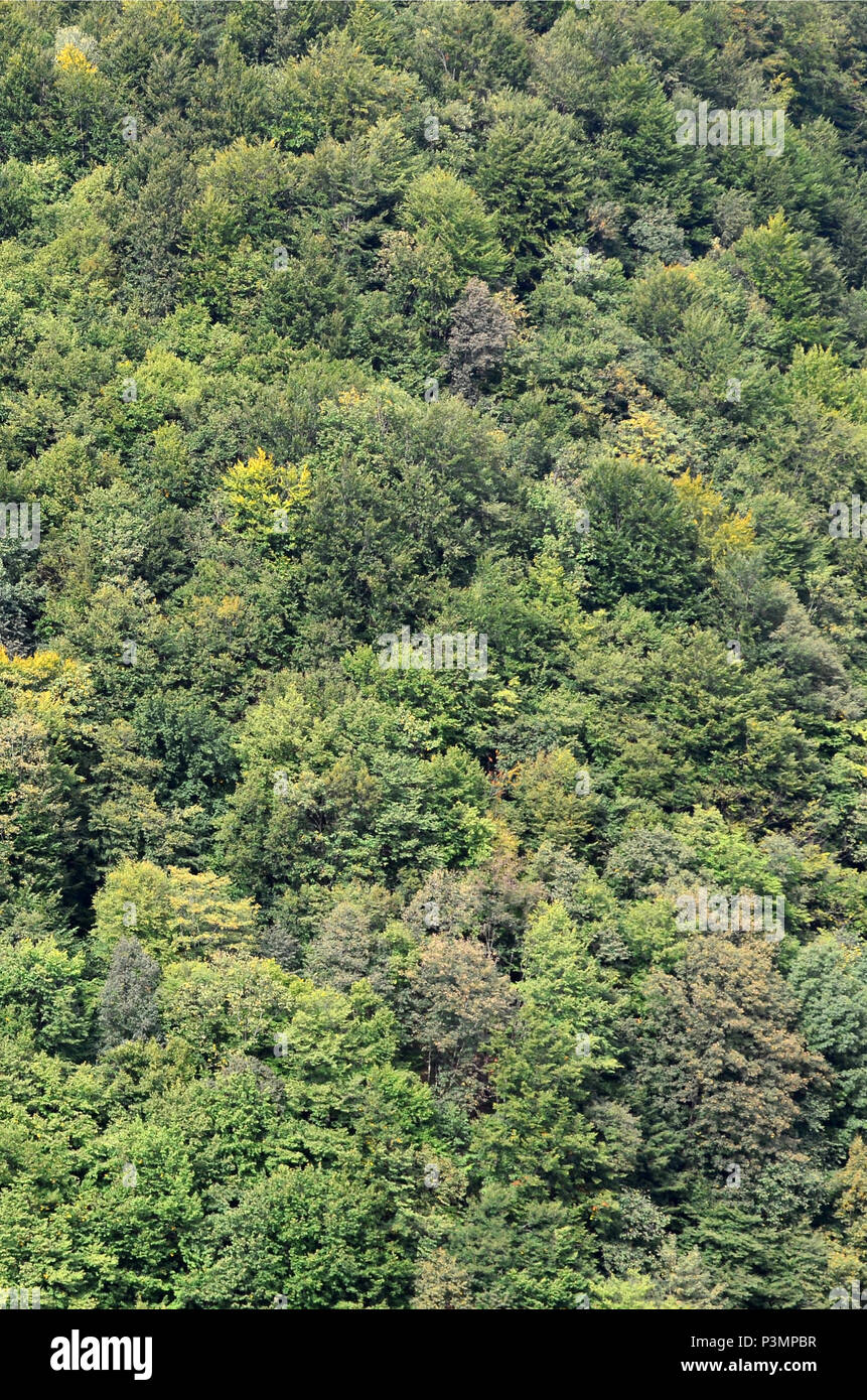 Texture of a mountain forest with many green trees. View from high ...