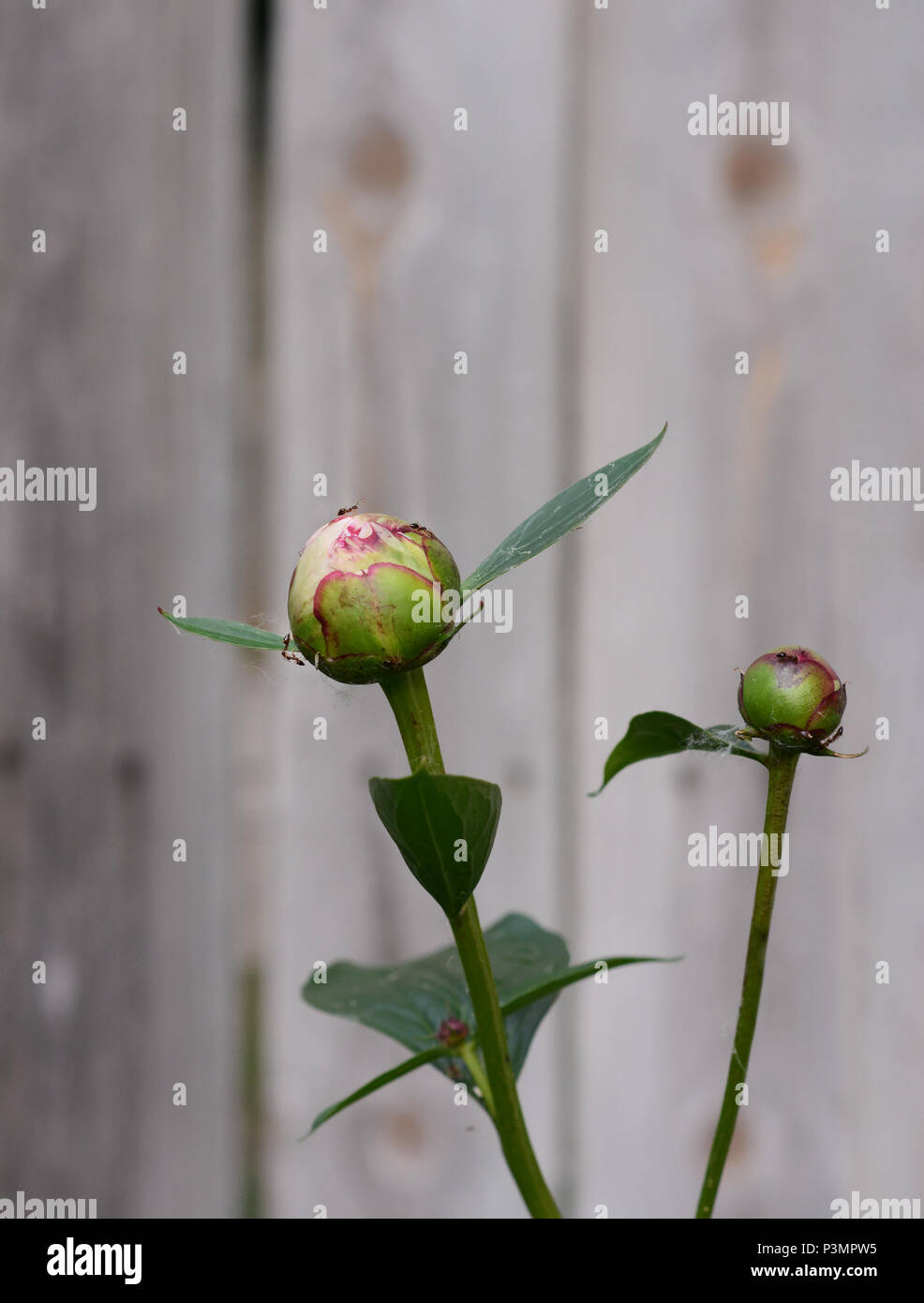 A close up photograph of an unopened peony bloom. Ants are often seen ...