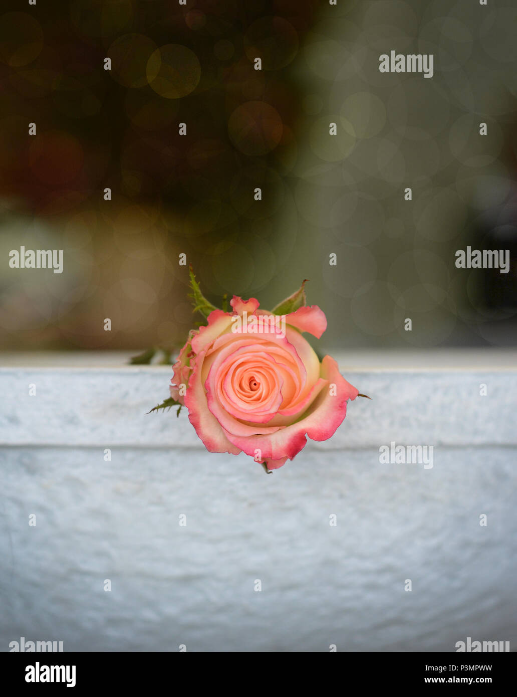 Simple single flower photograph hi-res stock photography and images - Alamy