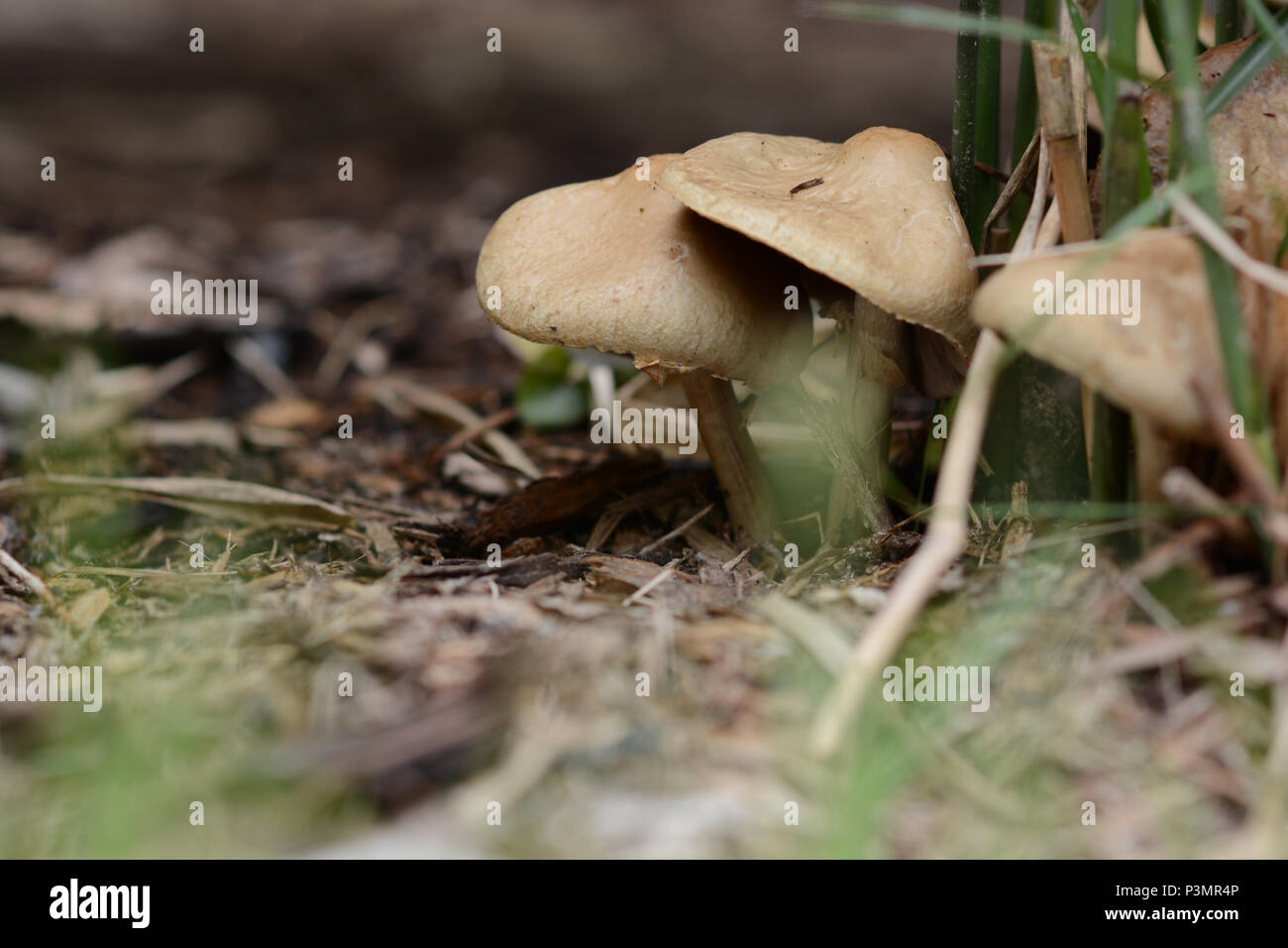A close up photo of toadstool fungi popping up in the shady undergrowth ...