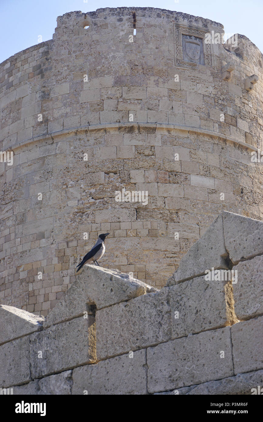 Rhodes, Greece: Hooded crow (Corvus cornix) on the medieval walled city ...