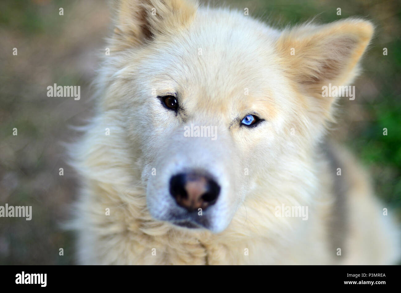 Heterochromia Siberian Husky High Resolution Stock Photography and ...