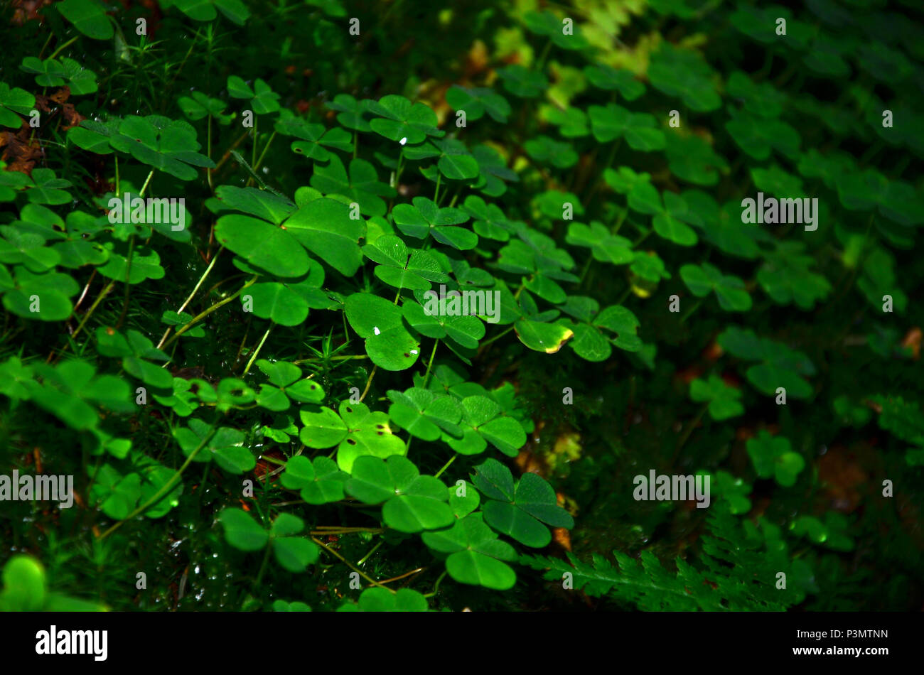 A small land in the forest with bright flowering clovers Stock Photo ...