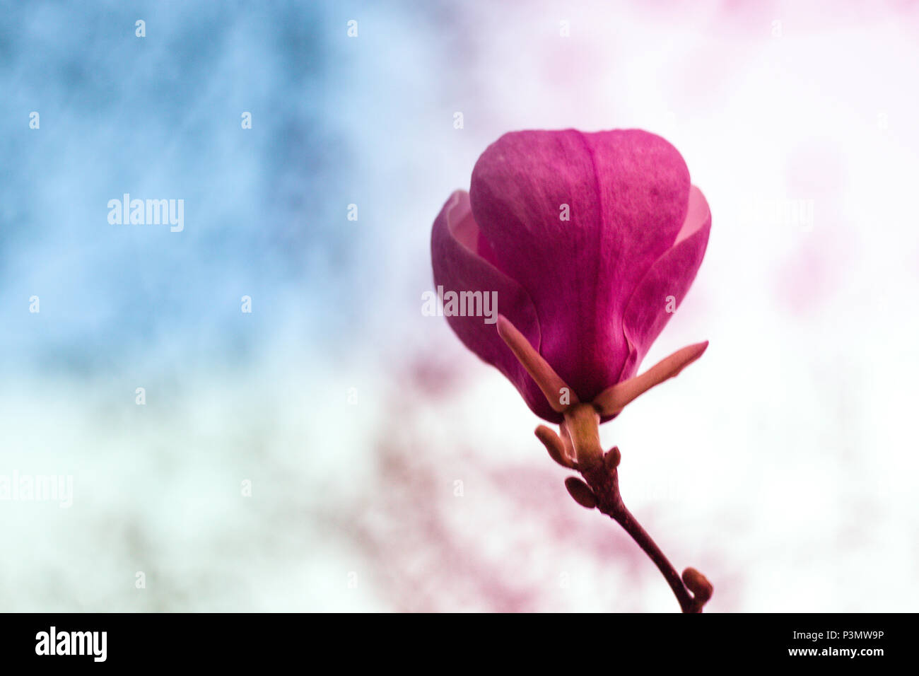Magnolia purple pink single flower from below on sky background Stock ...