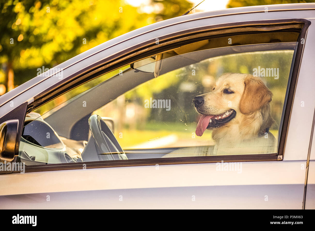 Dog on seat hi-res stock photography and images - Alamy