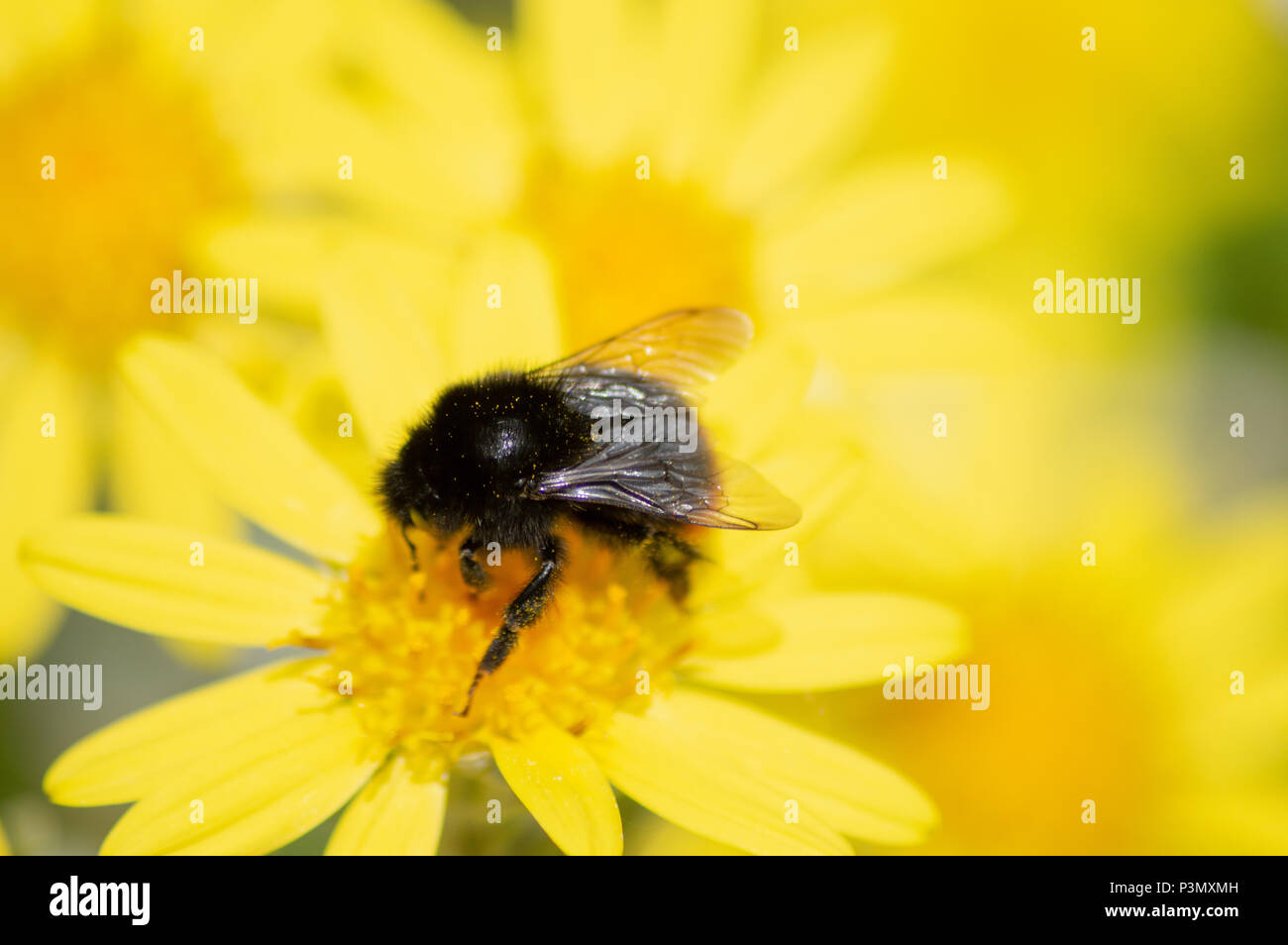 Bee collecting pollen Stock Photo - Alamy