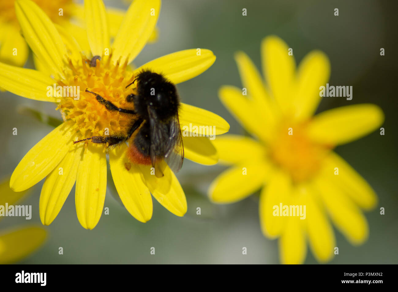 Bee collecting pollen Stock Photo - Alamy