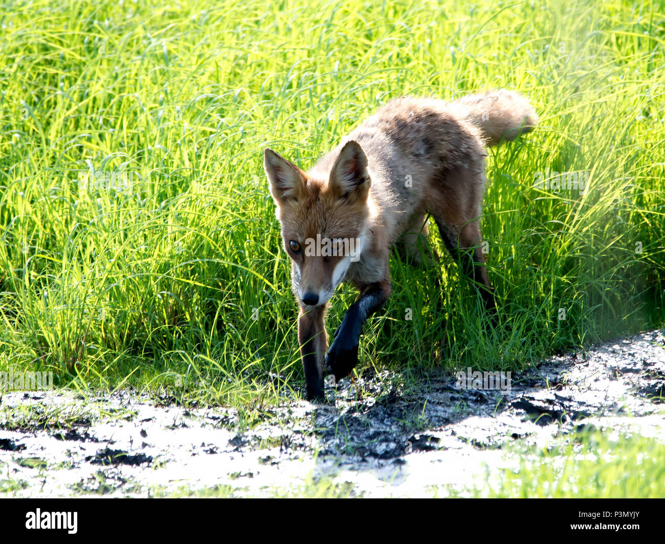 Red fox emerges from reeds at sunset at Bombay Hook National Wildlife ...