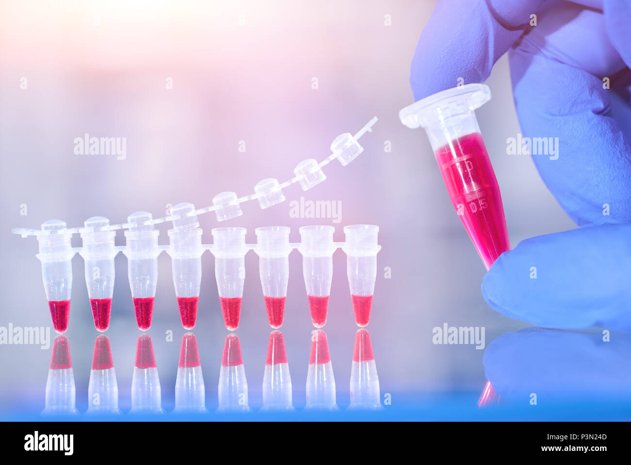 DNA amplification test and reaction mixture in gloved hand, scientific ...