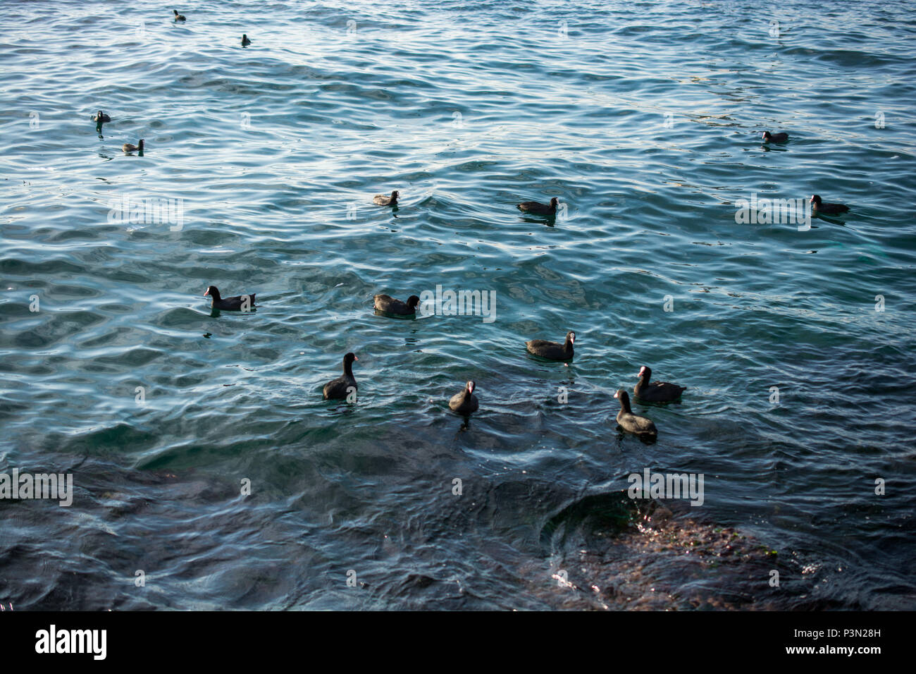 Flock of birds on water with water surface background Stock Photo - Alamy